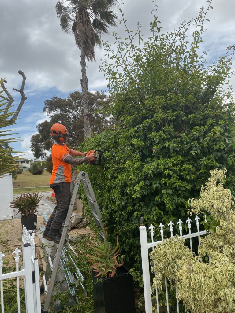 Arborist, tree pruning & lopping | Palm cleaning & removal • TreeLine Perth