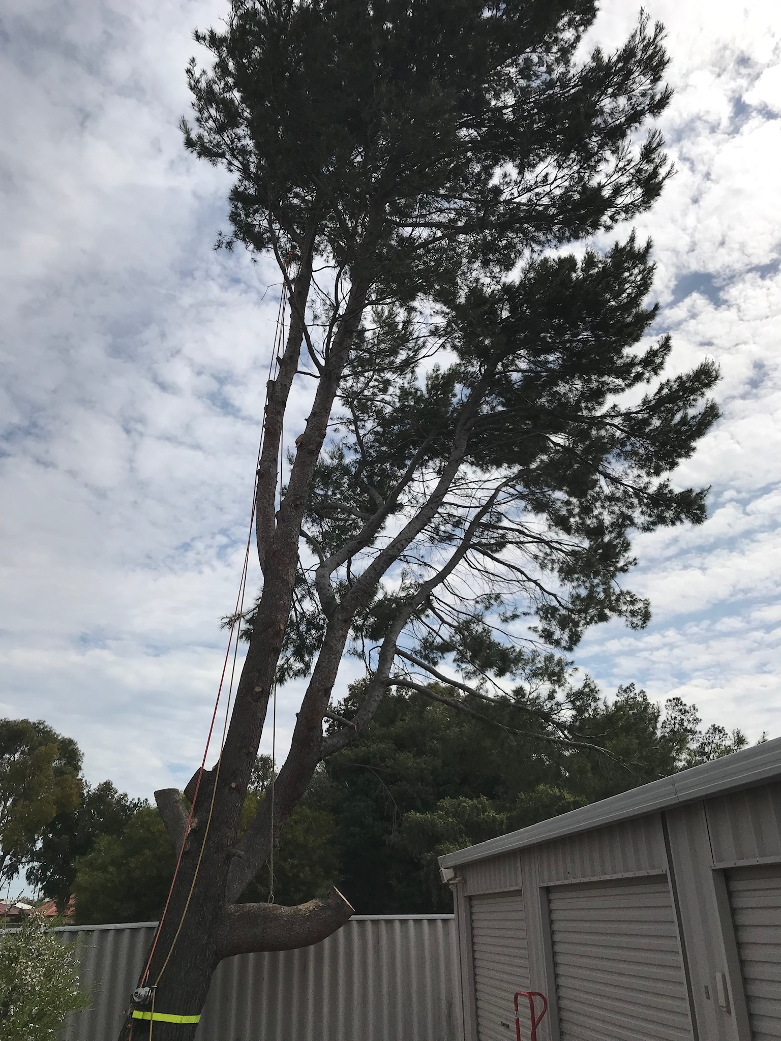 Tree Removal Services Perth - Your Trees, Our Passion - TreeLine Perth