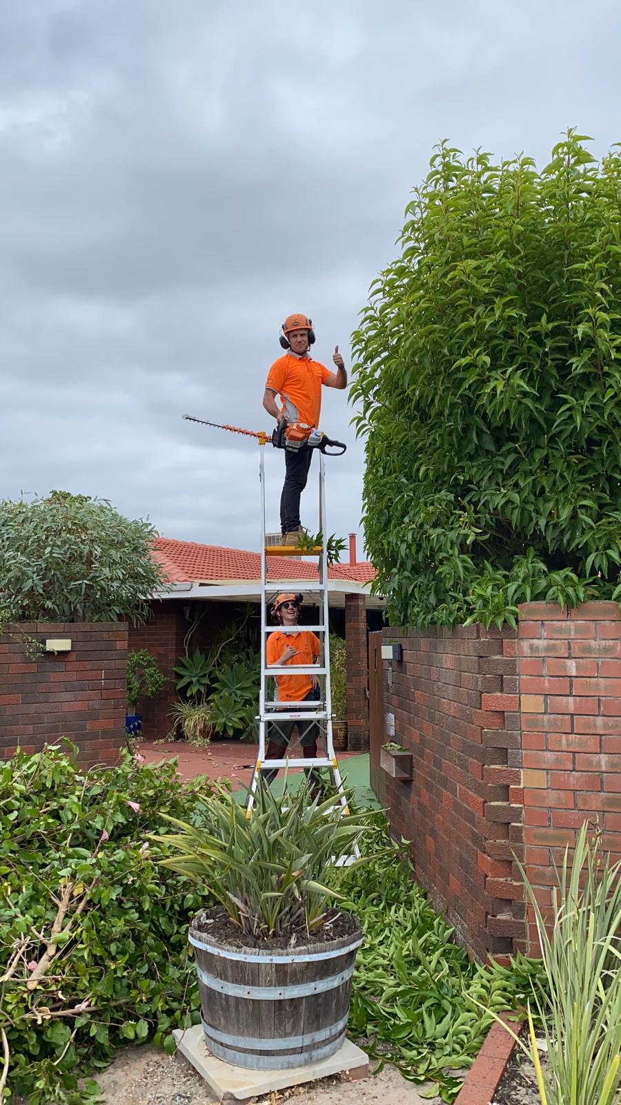 hedge trimming – TreeLIne